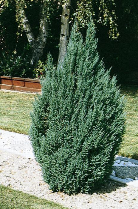 Blue Point Juniper - Monrovia – Pike Nursery