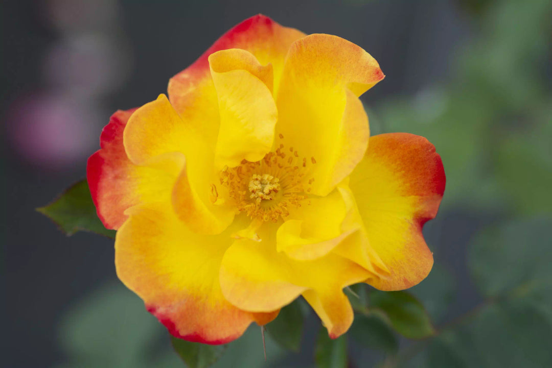 Sunset Horizen Rose – Pike Nursery