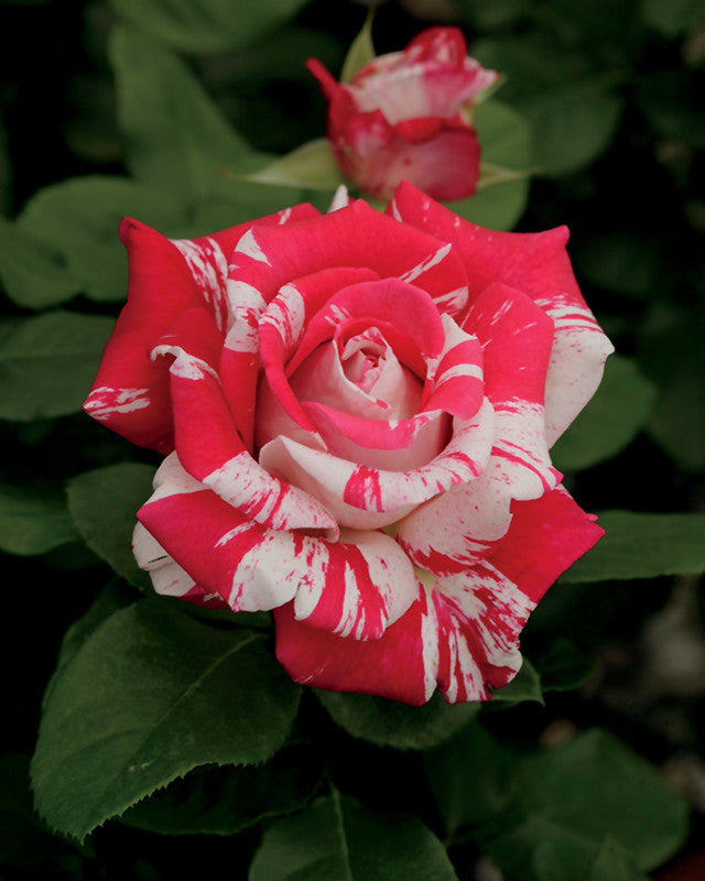Neil Diamond Rose – Pike Nursery