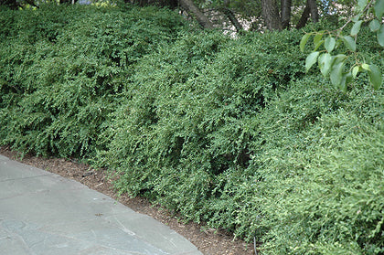 shrubs – Pike Nursery