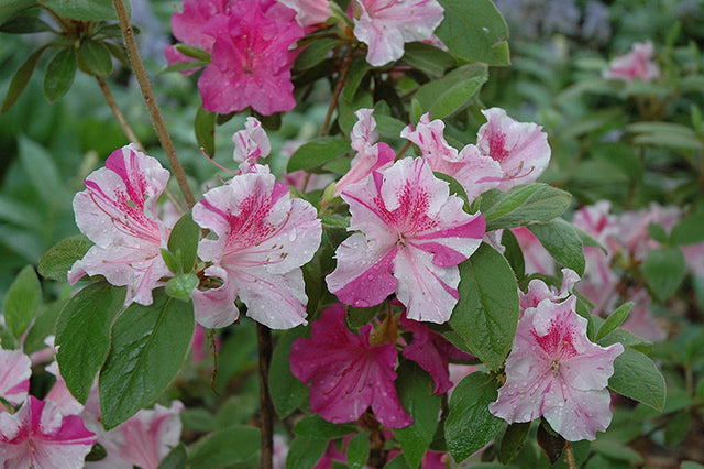 Encore® Autumn Twist Azalea – Pike Nursery