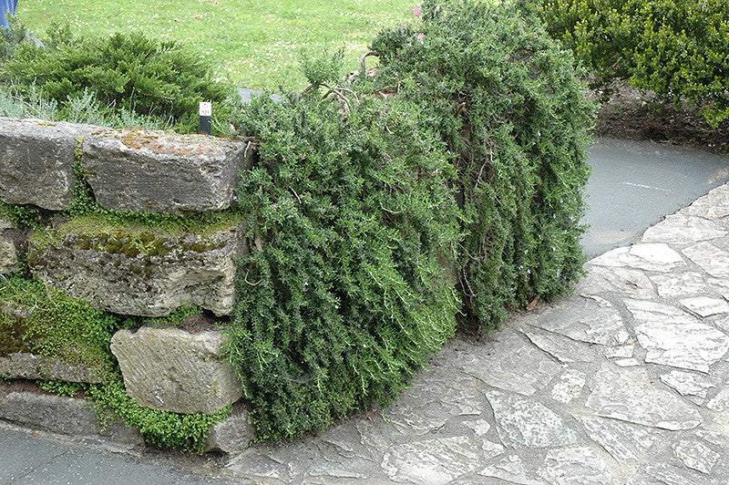 Trailing Rosemary – Pike Nursery