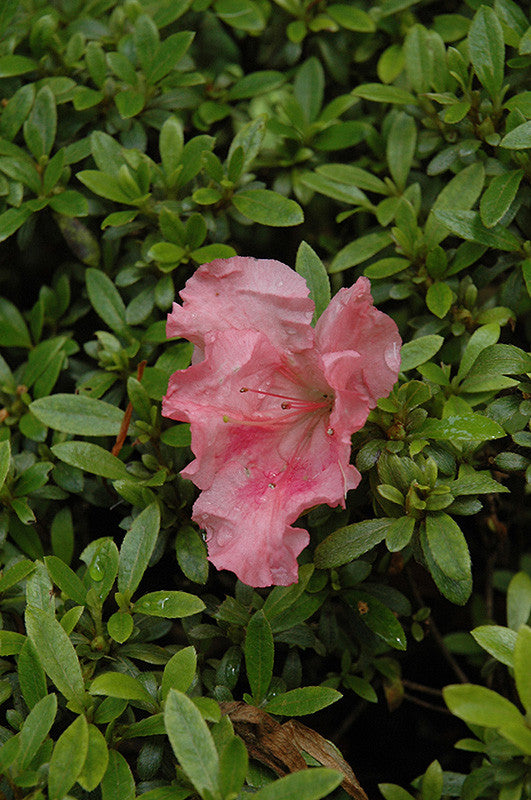 Gumpo Pink Azalea – Pike Nursery