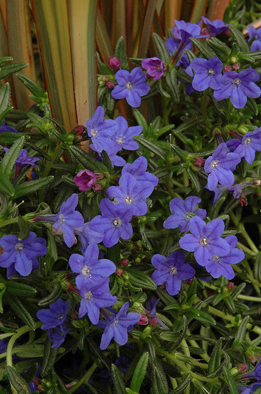 Grace Ward Lithodora – Pike Nursery
