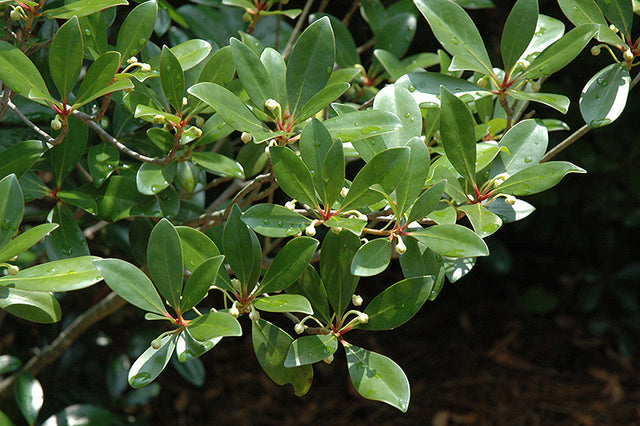 Japanese Cleyera – Pike Nursery