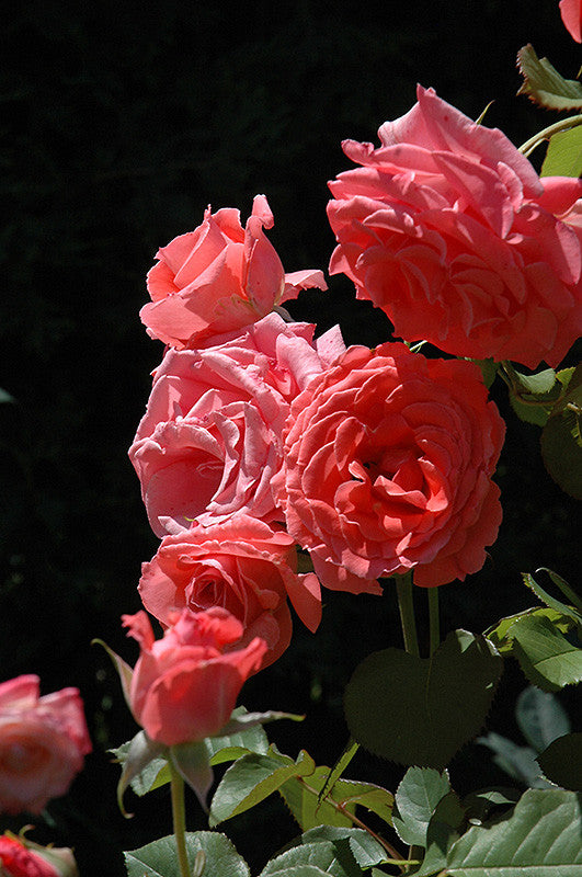 Climbing America Rose – Pike Nursery