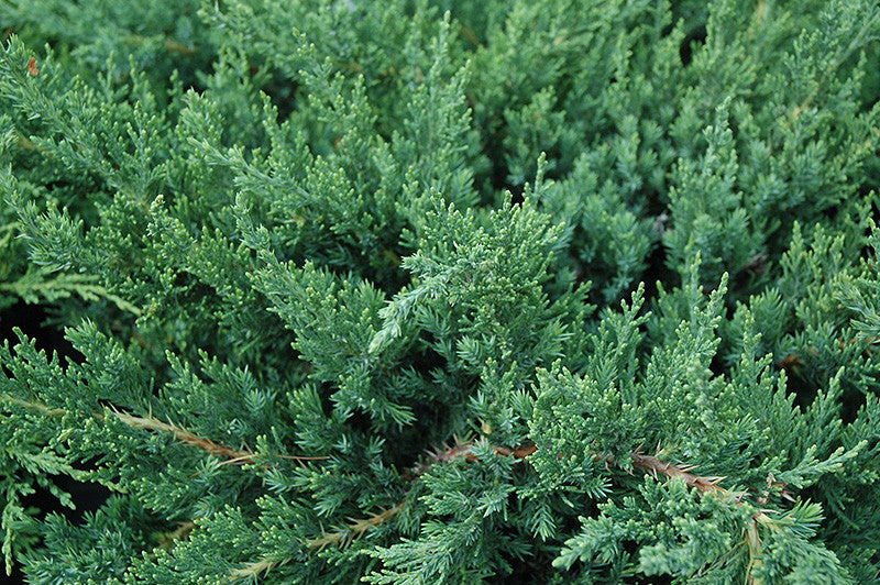 Parson's Juniper – Pike Nursery