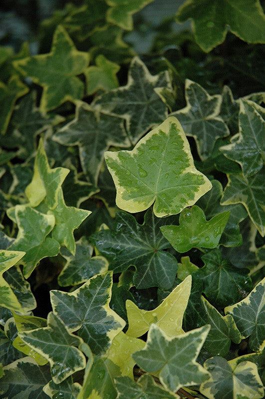 Gold Child Ivy – Pike Nursery