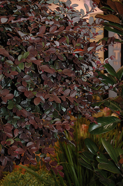 Purple Diamond® Loropetalum – Pike Nursery