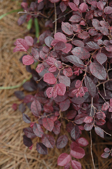 Purple Pixie® Loropetalum – Pike Nursery