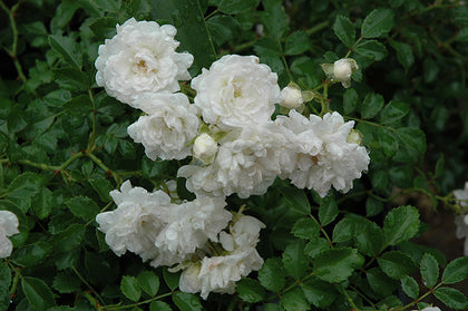shrub rose – Pike Nursery