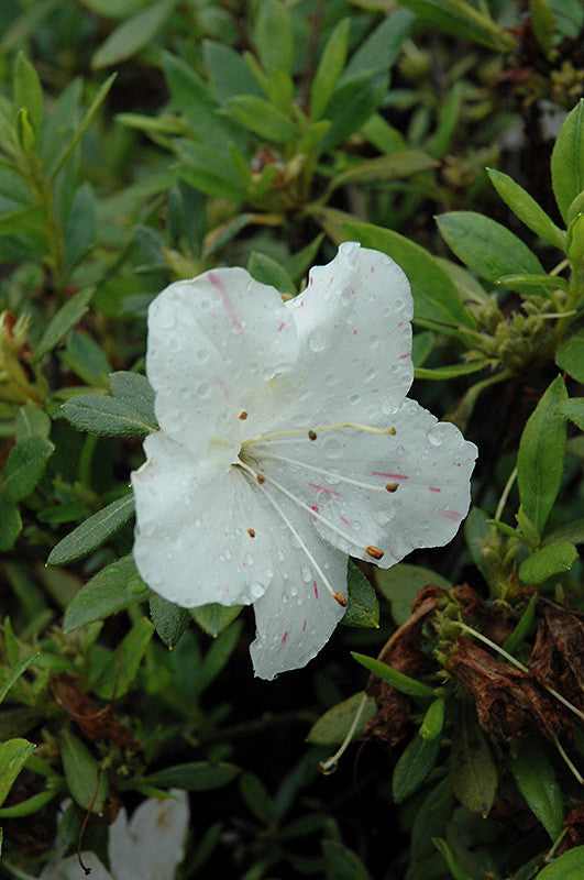 Encore® Autumn Starlite Azalea – Pike Nursery