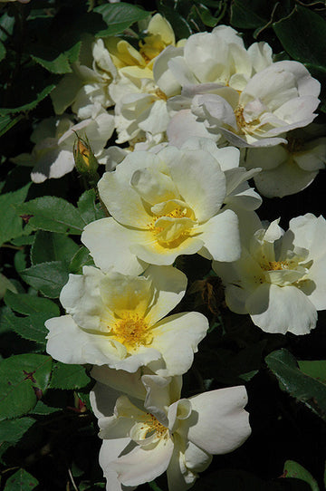 shrub rose – Pike Nursery