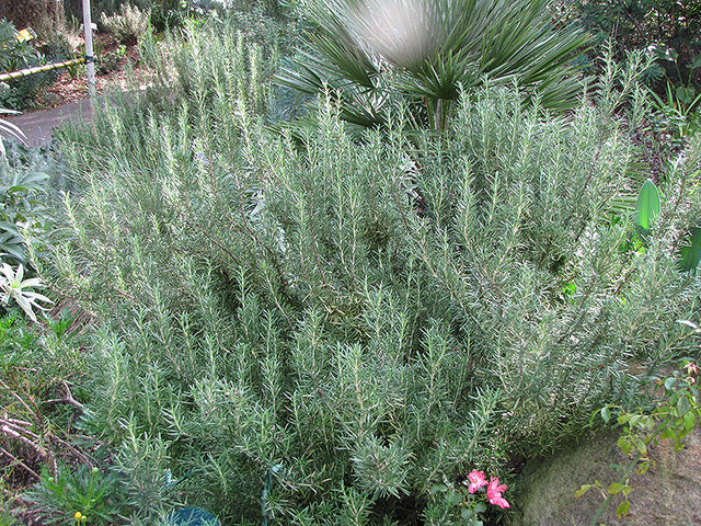 Rosemary Tuscan Blue – Pike Nursery