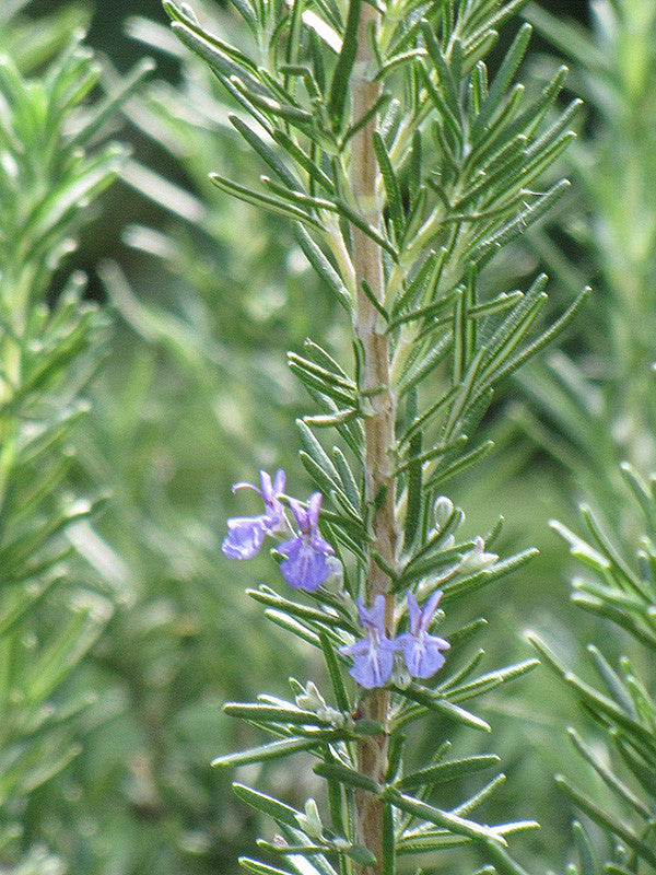 Rosemary Tuscan Blue – Pike Nursery