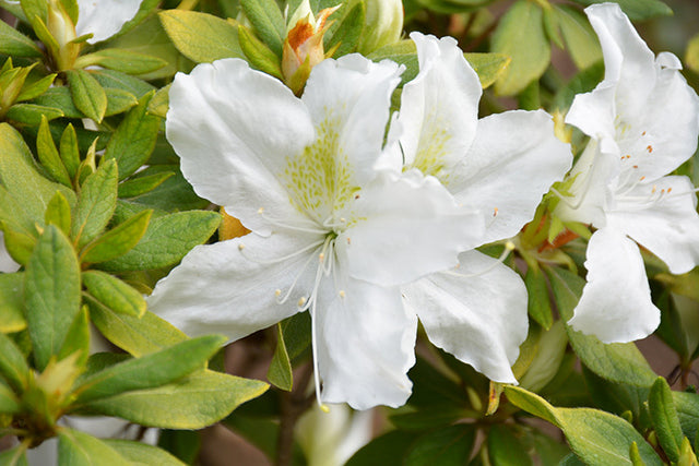 Bloom-A-Thon® White Azalea – Pike Nursery
