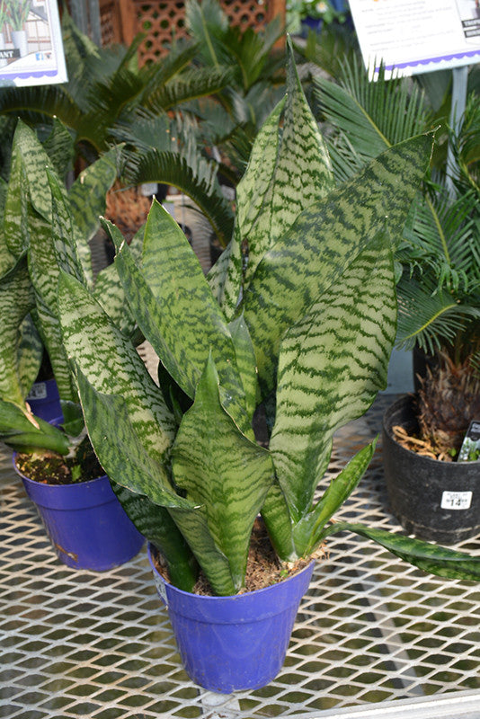 Futura Robusta Snake Plant – Pike Nursery