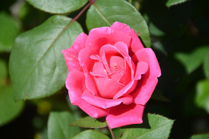 shrub rose – Pike Nursery