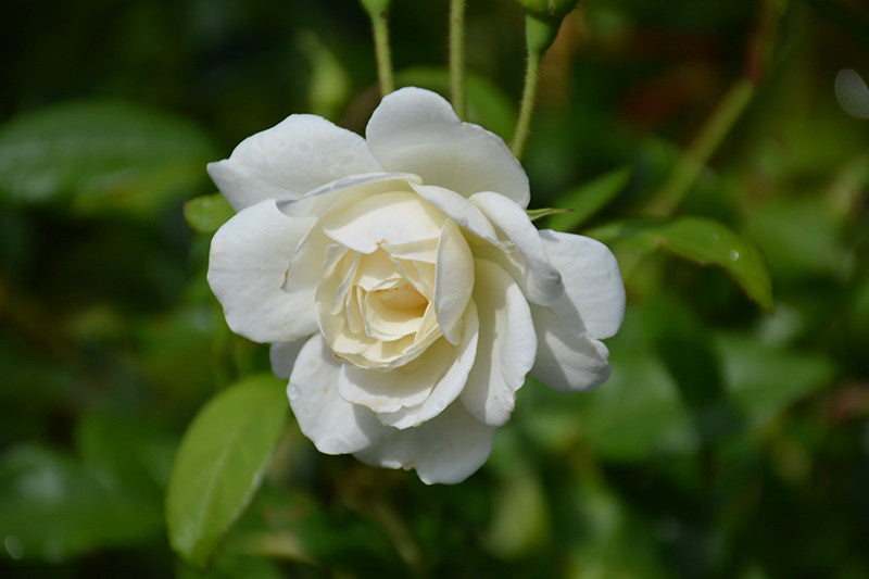 Iceberg Rose – Pike Nursery
