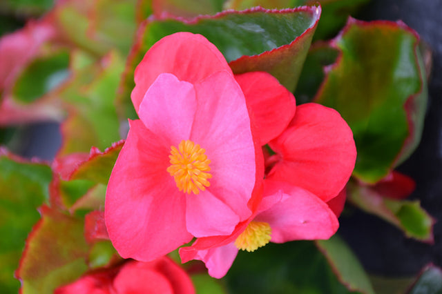 Big Leaf Begonia – Pike Nursery