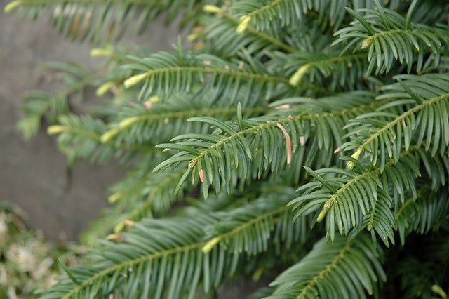 Duke Gardens Plum Yew – Pike Nursery