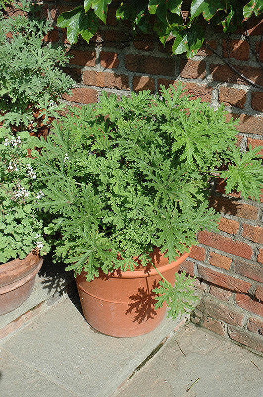 Citrosa Geranium – Pike Nursery
