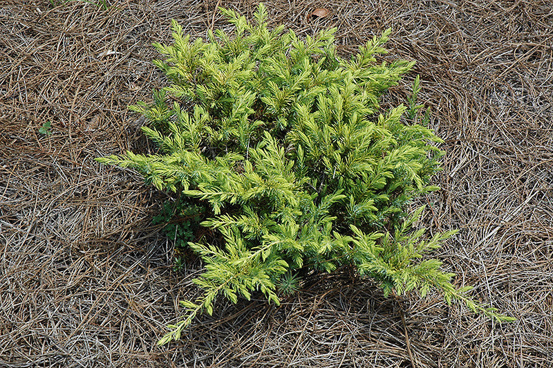 Golden Pacific Shore Juniper – Pike Nursery
