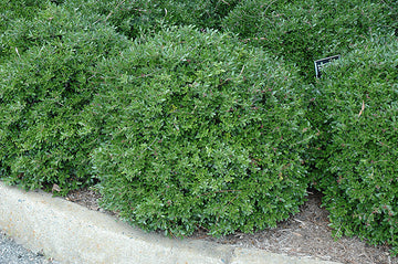 evergreen shrubs for sun – Pike Nursery