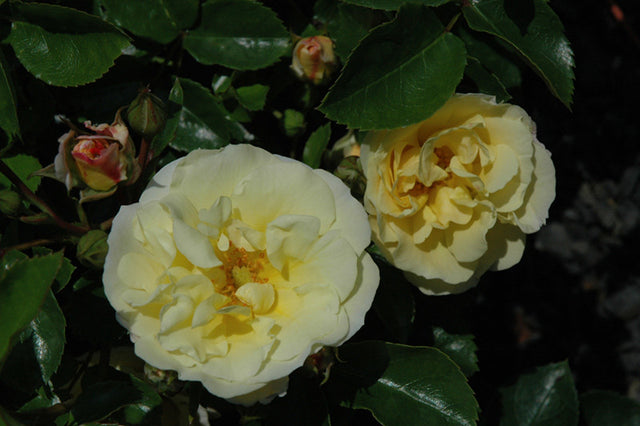 shrub rose – Pike Nursery