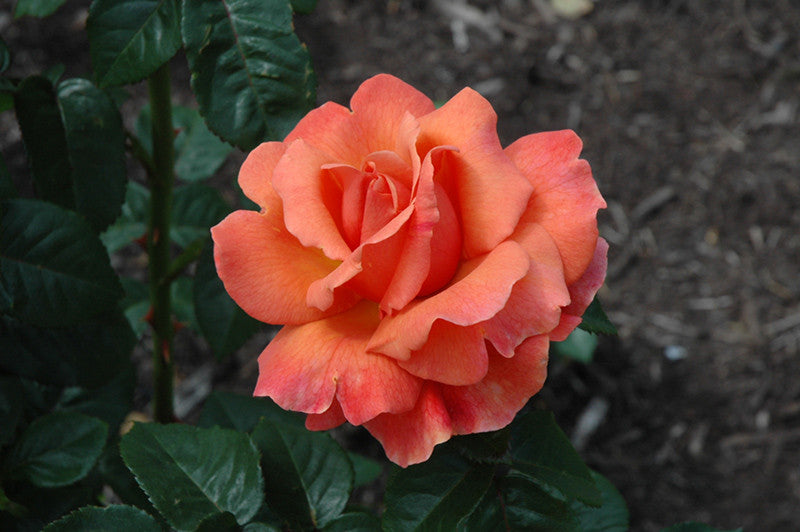 Easy Does It Rose – Pike Nursery