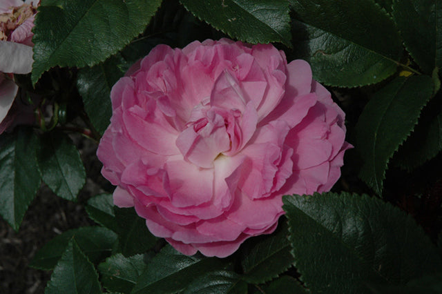 Orchid Romance Rose – Pike Nursery