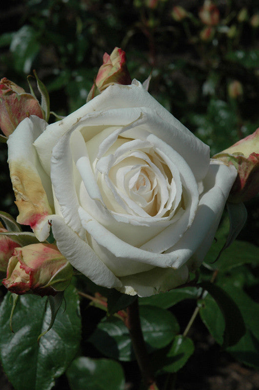 Full Sail Rose – Pike Nursery