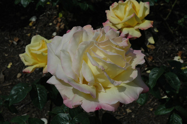 Peace Rose – Pike Nursery