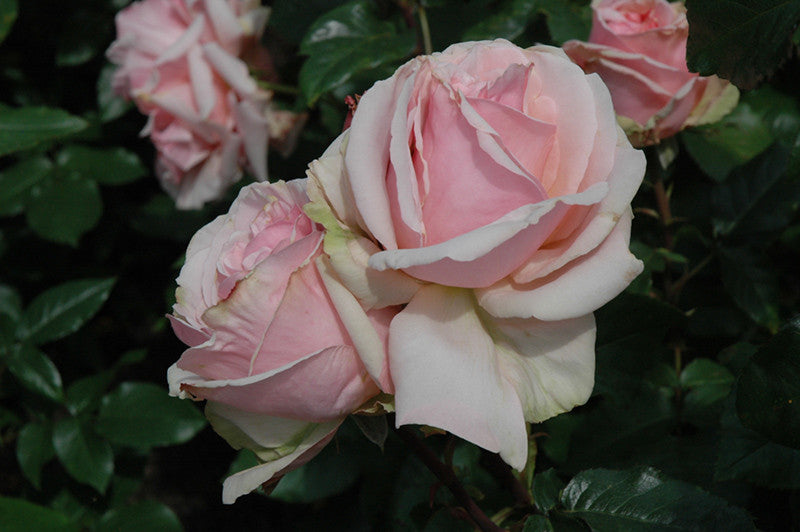 Mother Of Pearl Rose – Pike Nursery