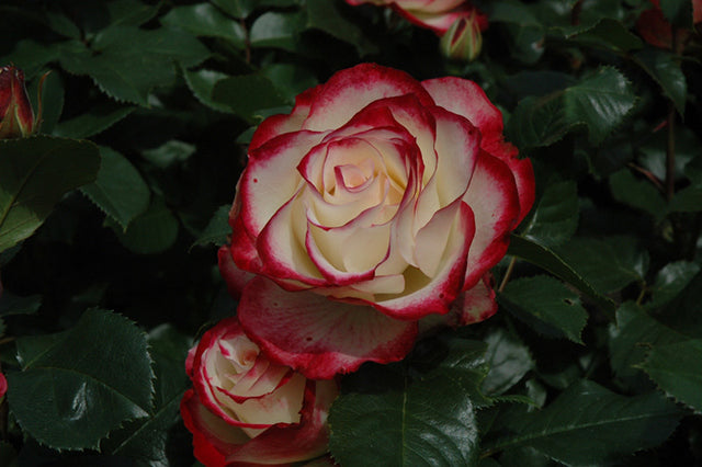 roses – Pike Nursery
