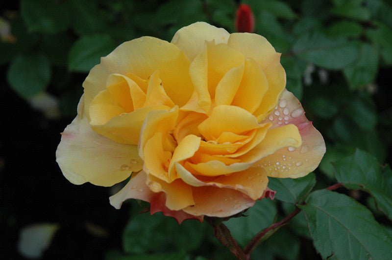 Tequila Rose – Pike Nursery
