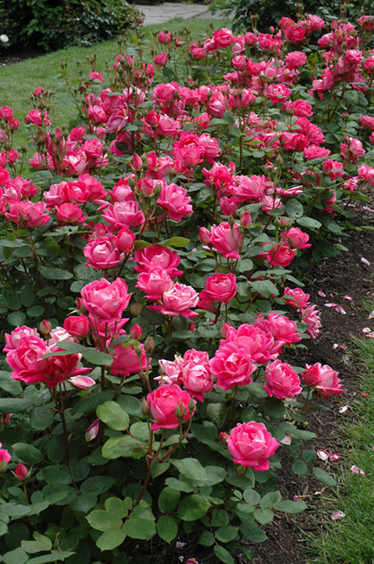 shrub rose – Pike Nursery