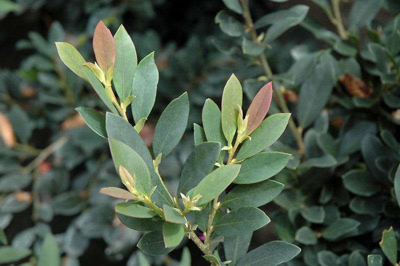Coppertone Evergreen Distylium – Pike Nursery