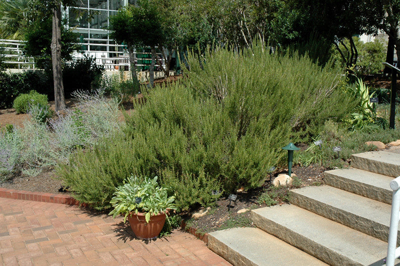 Rosemary Herb – Pike Nursery