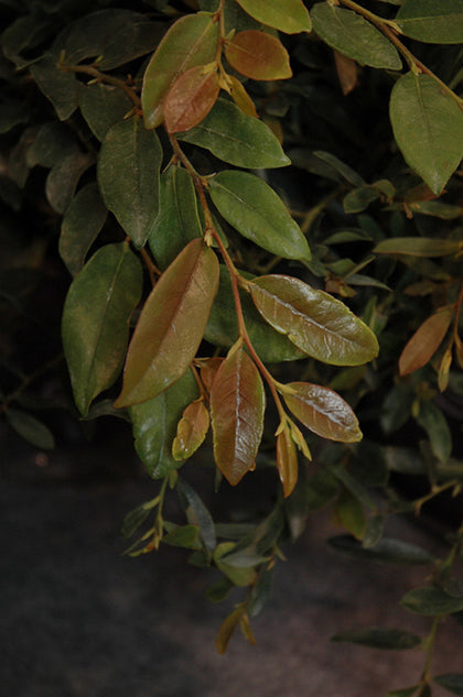Linebacker Distylium – Pike Nursery