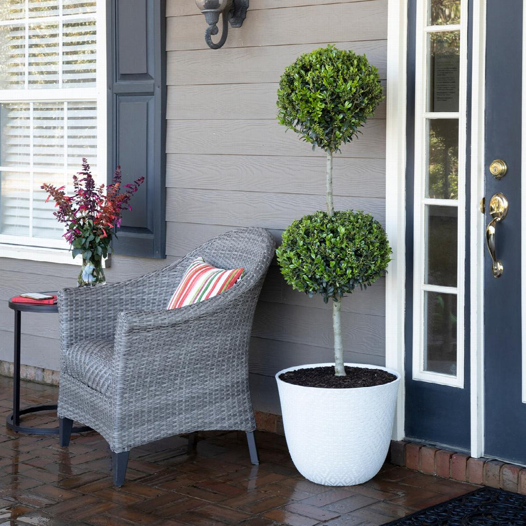 Emerald Colonnade 2 Ball Topiary – Pike Nursery