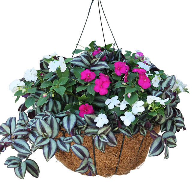 14" Blooming Hanging Coco Basket – Pike Nursery