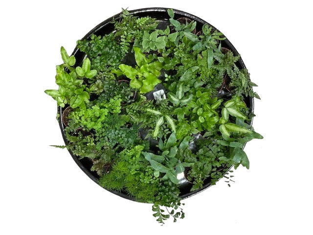 Ittie Bittie 2" Assorted Ferns – Pike Nursery