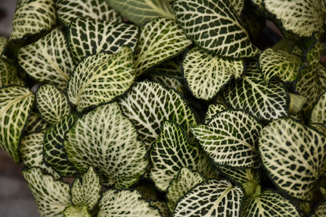 Mosaic Plant – Pike Nursery