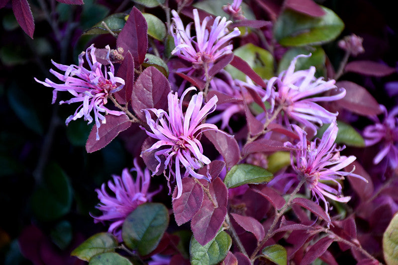 Ruby Loropetalum – Pike Nursery