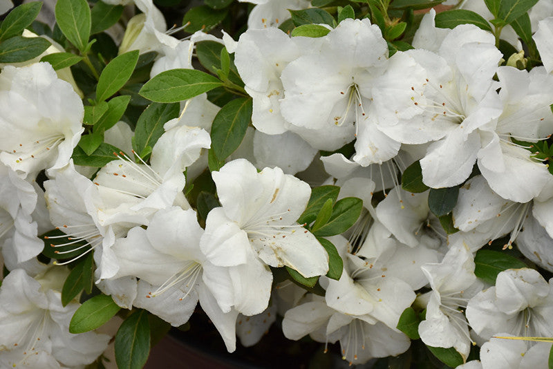 Encore® Autumn Ivory Azalea – Pike Nursery
