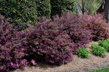 Purple Diamond® Loropetalum – Pike Nursery