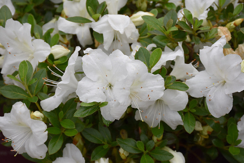 Encore® Autumn Angel Azalea – Pike Nursery