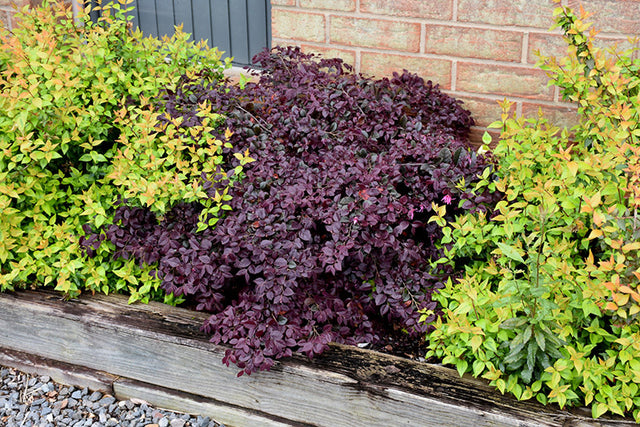 Purple Pixie® Loropetalum – Pike Nursery