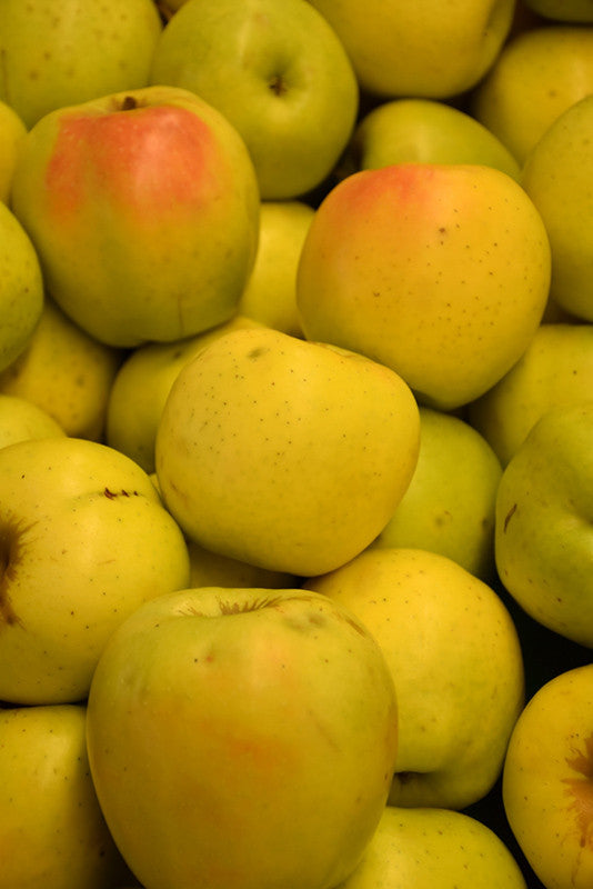 Mutsu Apple – Pike Nursery